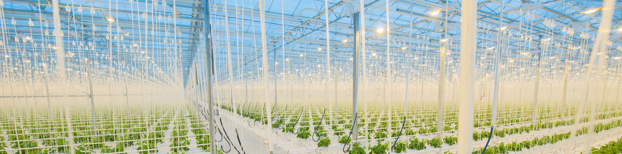 Wholesale Supply Company